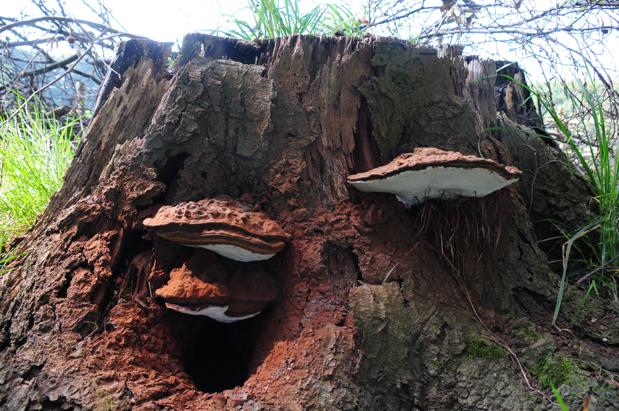 Artist Conk Fungi – Wild Coast Brew